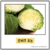 위에 좋은 음식 양배추 효능 양배추 요리법 네이버 블로그